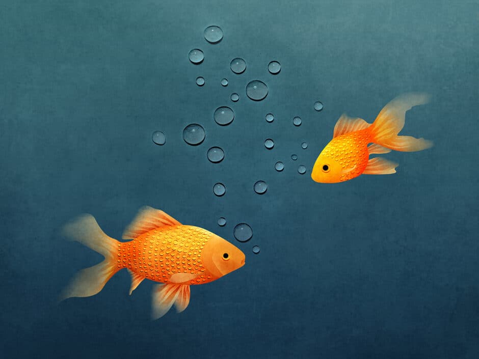 Wassertiere › PAGE online